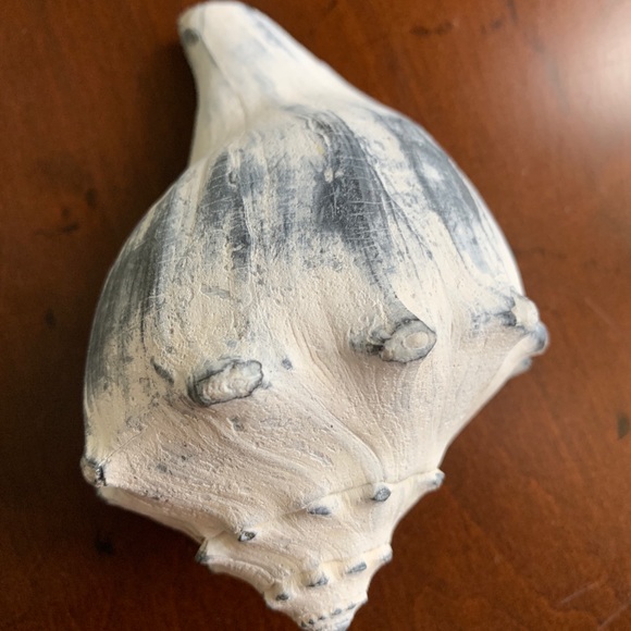 Other | Conch Shell | Poshmark